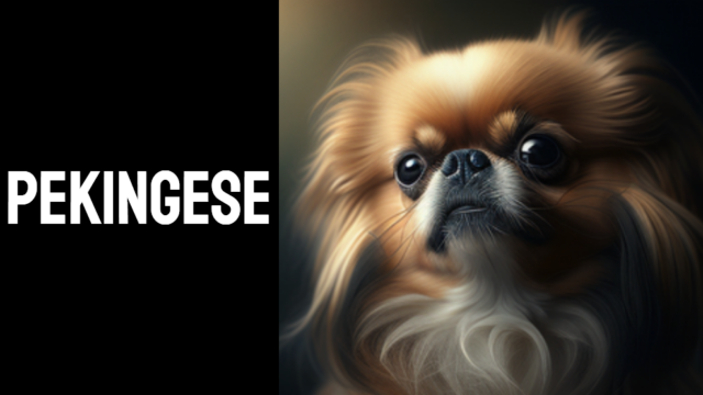 Pekingese - Complete Dog Breed Information - Petmoo