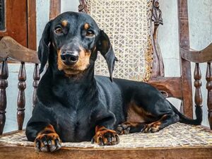 6 Types Of Coonhound With Pictures - Petmoo