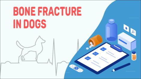 Broken Bones In Dogs: All About Bone Fracture - Petmoo