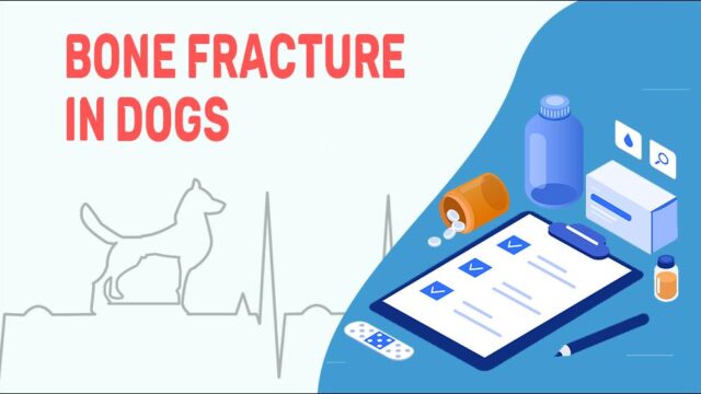 Broken Bones In Dogs: All About Bone Fracture - Petmoo