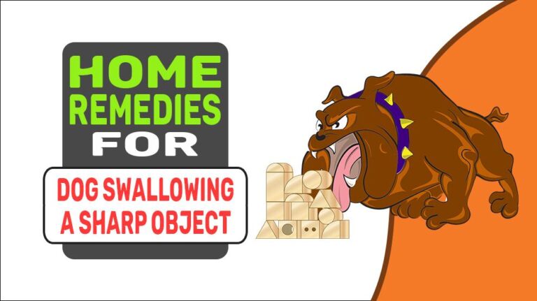 Home Remedies For Dog Swallowing A Sharp Object - Petmoo
