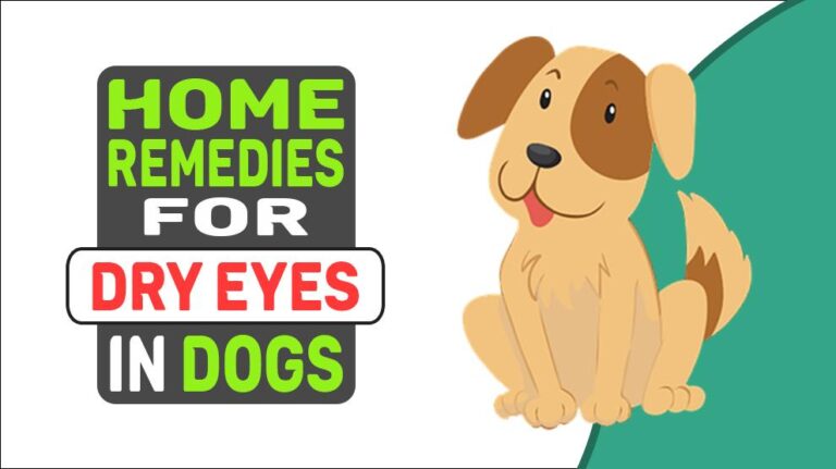 Home Remedies For Dry Eyes In Dogs - Petmoo