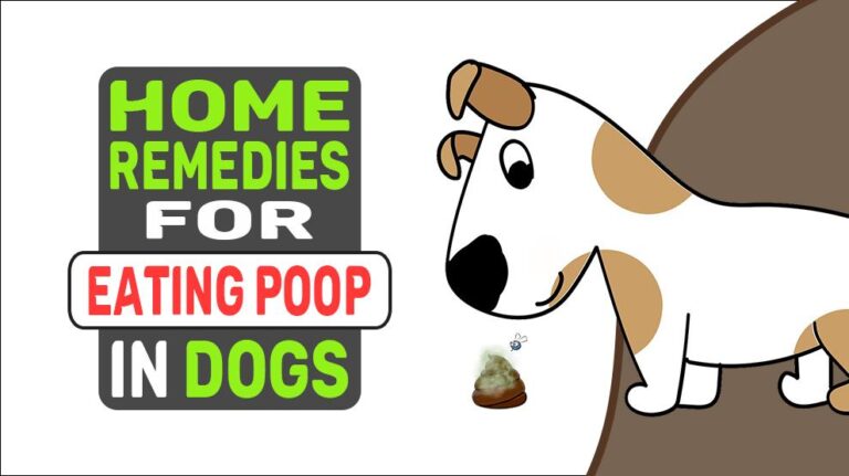 Home Remedies For Dogs Eating Poop - Petmoo