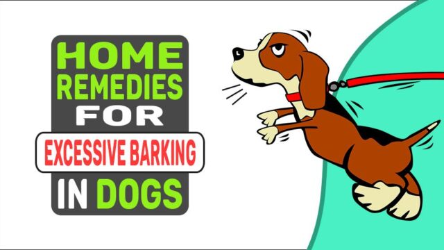 Home Remedies For Excessive Barking In Dogs - Petmoo