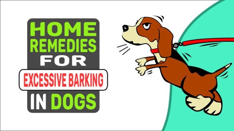 Home Remedies For Excessive Barking In Dogs - Petmoo