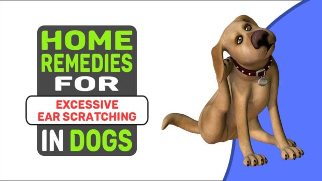 Home Remedies For Excessive Ear Scratching In Dogs - Petmoo