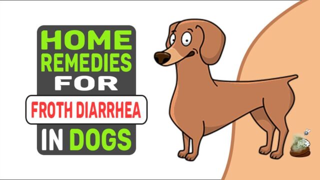 Home Remedies For Froth Diarrhea In Dogs - Petmoo