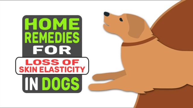 Home Remedies For Loss Of Skin Elasticity In Dogs - Petmoo