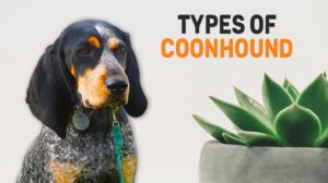 6 Types Of Coonhound With Pictures - Petmoo