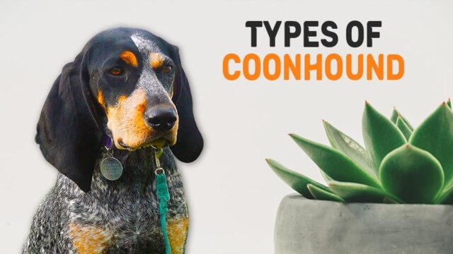 6 Types Of Coonhound With Pictures - Petmoo