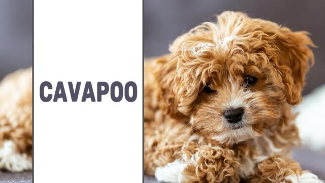 Cavapoo Dog Breed Information - Petmoo
