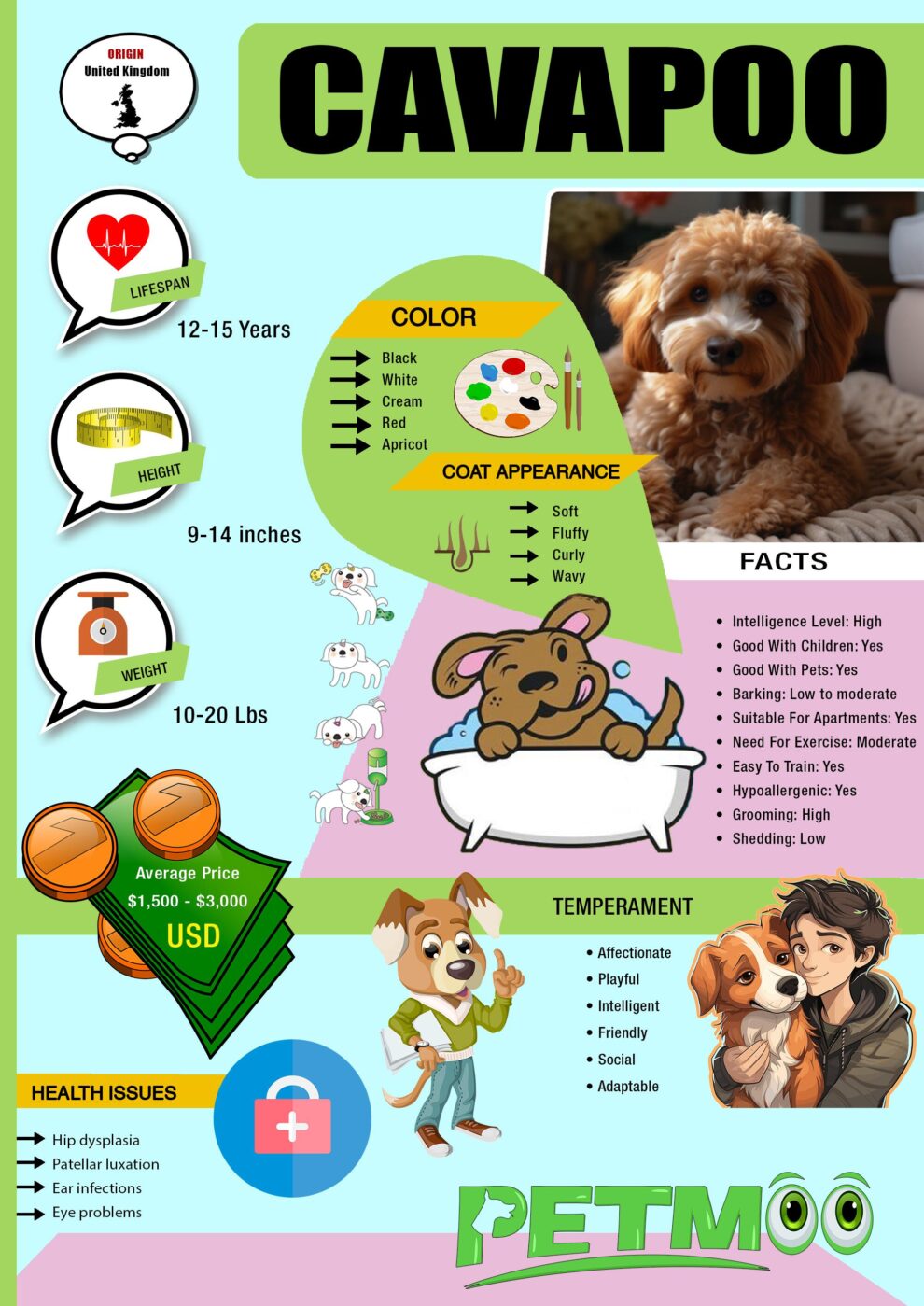 Cavapoo Dog Breed Information - Petmoo