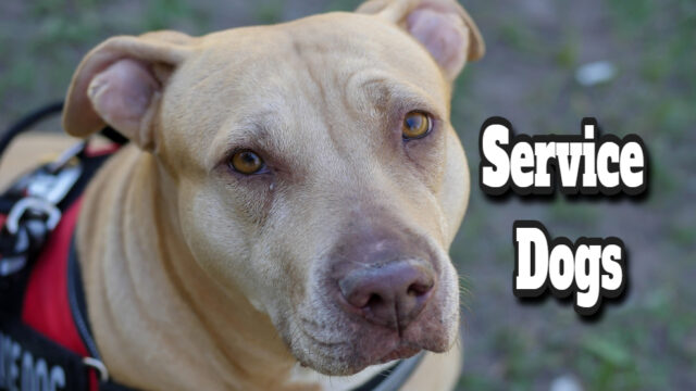 Facts About Service Dogs - Petmoo