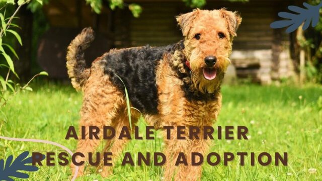 Airedale Terrier Rescue & Adoption - Petmoo