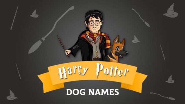 162 Magical Harry Potter Dog Names For Your Canine Companion - Petmoo