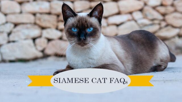 Siamese Cat FAQs - Petmoo