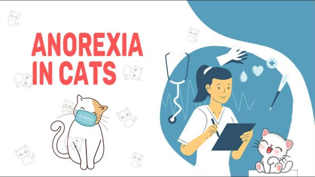 Anorexia In Cats - Petmoo