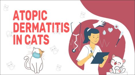 Atopic Dermatitis In Cats - Petmoo