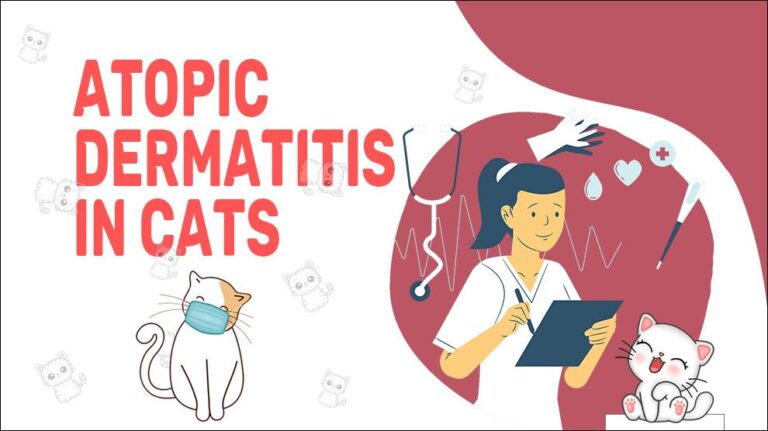 Atopic Dermatitis In Cats - Petmoo