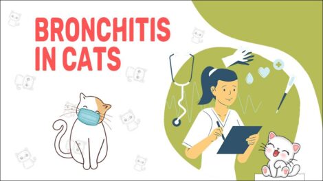 Bronchitis In Cats - Symptoms & Treatment - Petmoo
