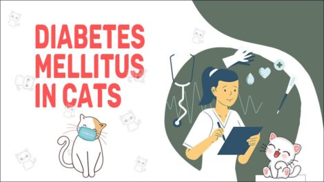 Diabetes Mellitus In Cats - Petmoo