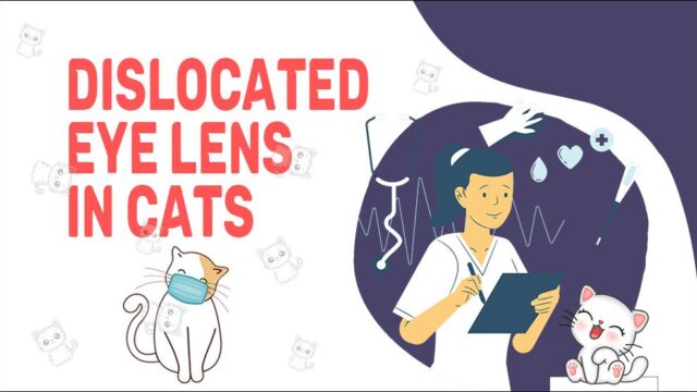 Dislocated Eye Lens In Cats - Petmoo