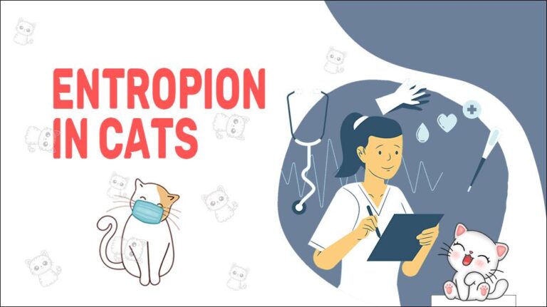 Entropion In Cats - Causes, Symptoms & Treatment - Petmoo