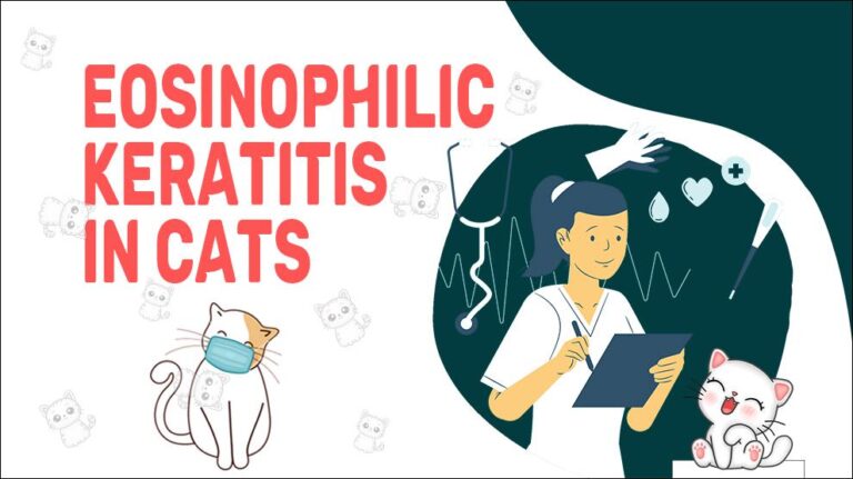 Eosinophilic Keratitis In Cats - Petmoo