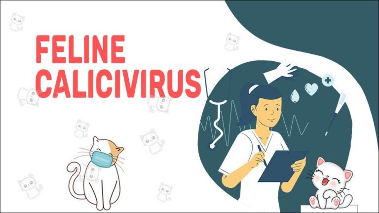 Feline Calicivirus - Symptoms, Causes, And Treatment - Petmoo