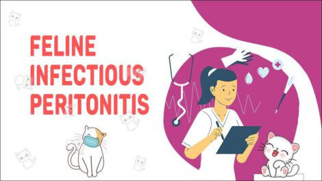 Feline Infectious Peritonitis - Symptoms & Treatments - Petmoo