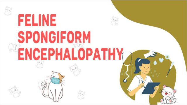 Feline Spongiform Encephalopathy - Petmoo