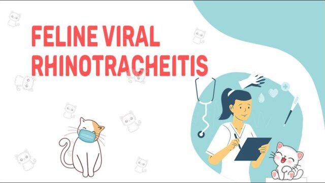 Feline Viral Rhinotracheitis - Causes, Symptoms & Treatment - Petmoo