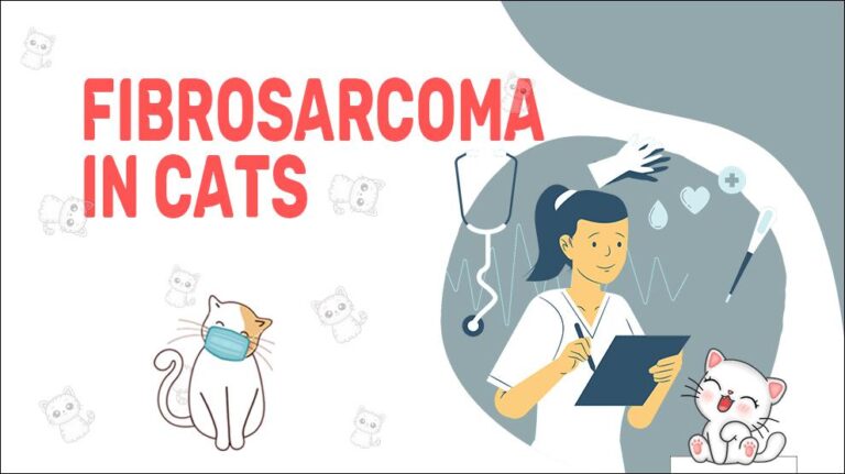 Fibrosarcoma In Cats - Causes, Symptoms, & Treatment - Petmoo