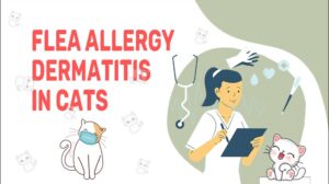 Flea Allergy Dermatitis In Cats - Symptoms & Treatment - Petmoo