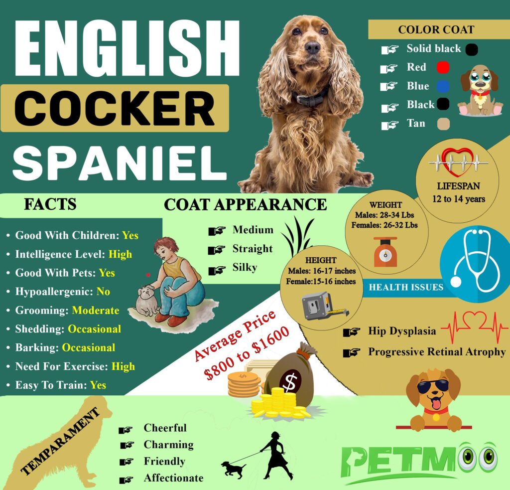 English Cocker Spaniel Dog Breed Information - Petmoo