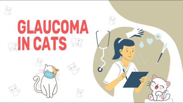 Glaucoma In Cats: Causes & Treatment - Petmoo