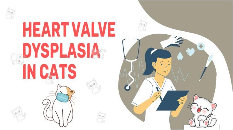 Mitral Valve Dysplasia In Cats - Petmoo