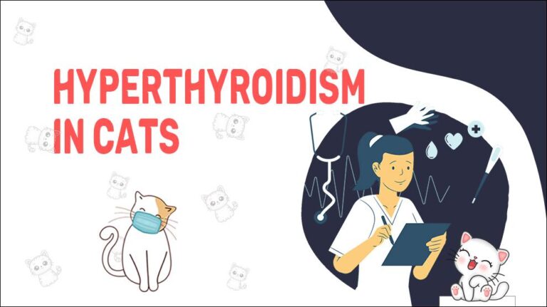 Hyperthyroidism In Cats: Symptoms & Treatment - Petmoo