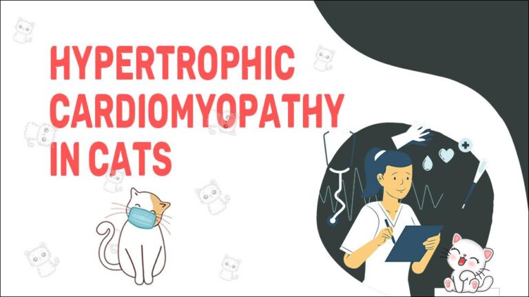 Hypertrophic Cardiomyopathy In Cats - Petmoo