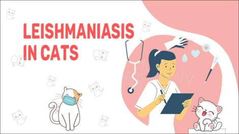 Leishmaniasis In Cats: Causes And Treatment - Petmoo