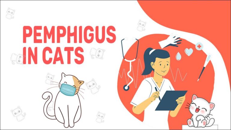 Pemphigus In Cats: Symptoms & Treatment - Petmoo