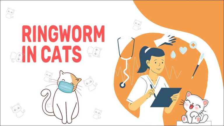 Ringworm In Cats: Symptoms, Treatment And Prevention - Petmoo