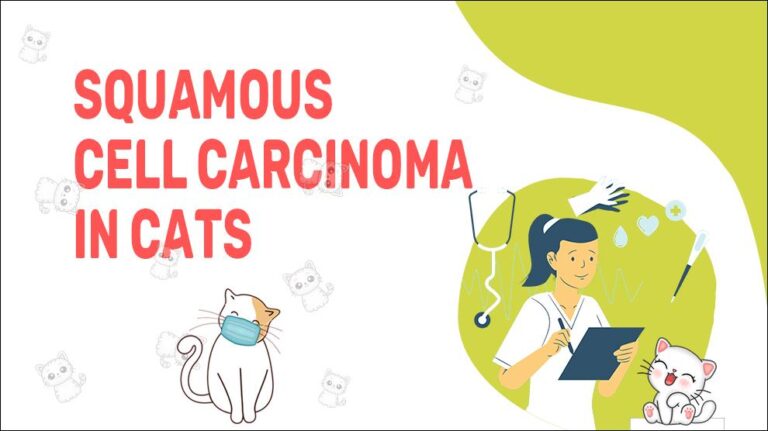Squamous Cell Carcinoma In Cats - Petmoo