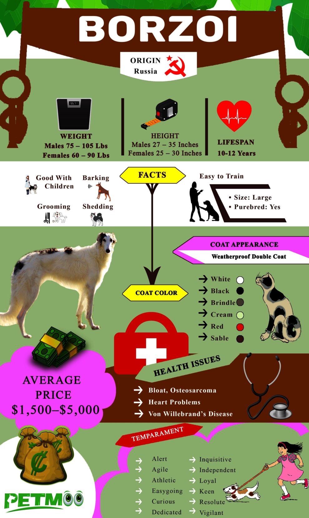 Borzoi Dog Breed Information & Characteristics - Petmoo