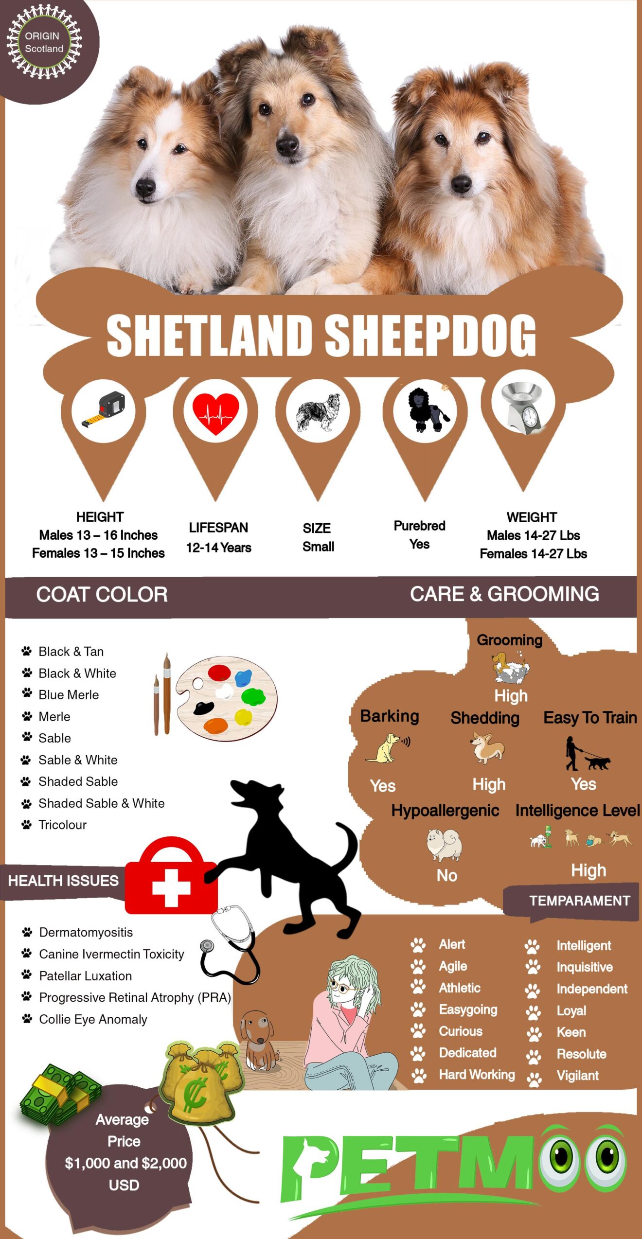 Shetland Sheepdog Dog Breed Information & Characteristics - Petmoo
