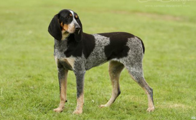 Coonhound – Dog Breed Information On The Hunter Dog - Petmoo