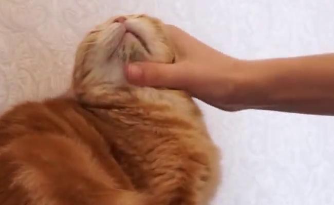 Feline Acne - Do Cats Get Acne Or Pimples? - Petmoo