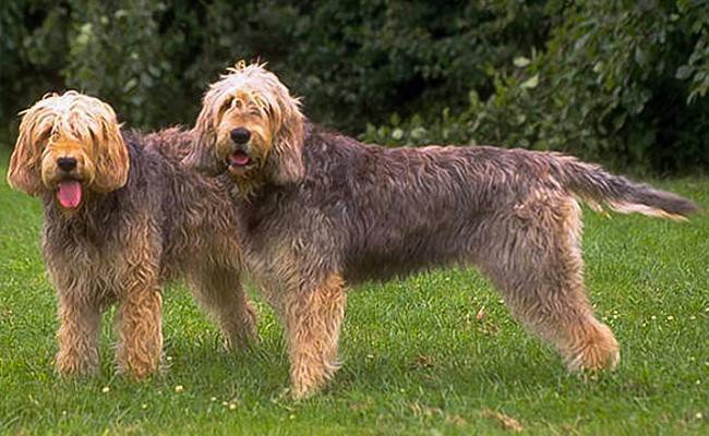 Double Coated Dogs Grooming Tips For Dogs With Double Coat Petmoo