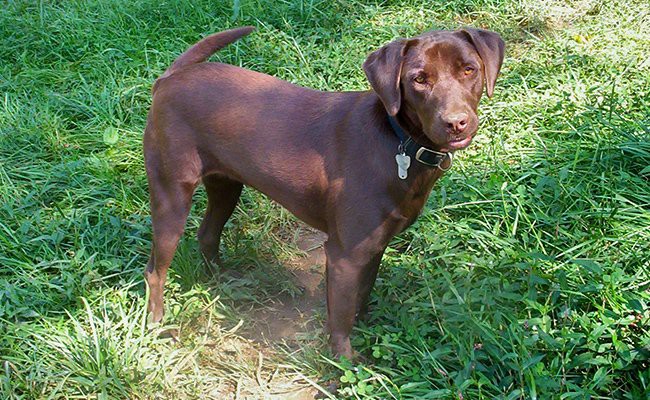 English Lab - Must Know Facts About English & American Lab - Petmoo