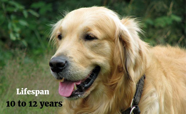 Golden Retriever Puppies – Must Know Facts and Traits - Petmoo